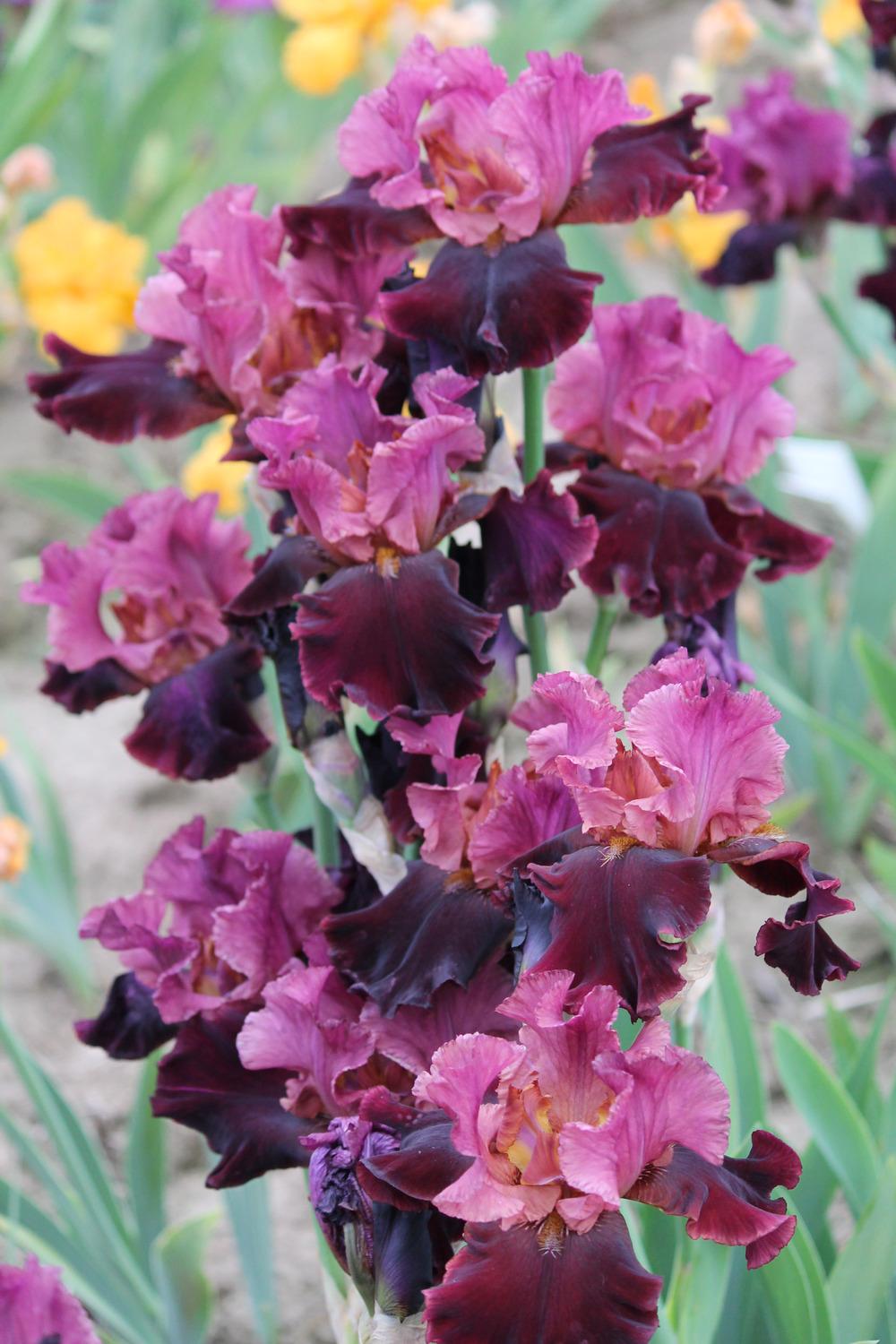 Photo of the bloom of Tall Bearded Iris (Iris 'Medici Prince') posted ...