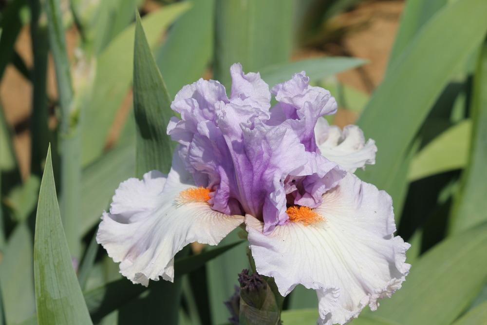 Photo of the bloom of Tall Bearded Iris (Iris 'Belgian Princess') posted by ARUBA1334 - Garden.org