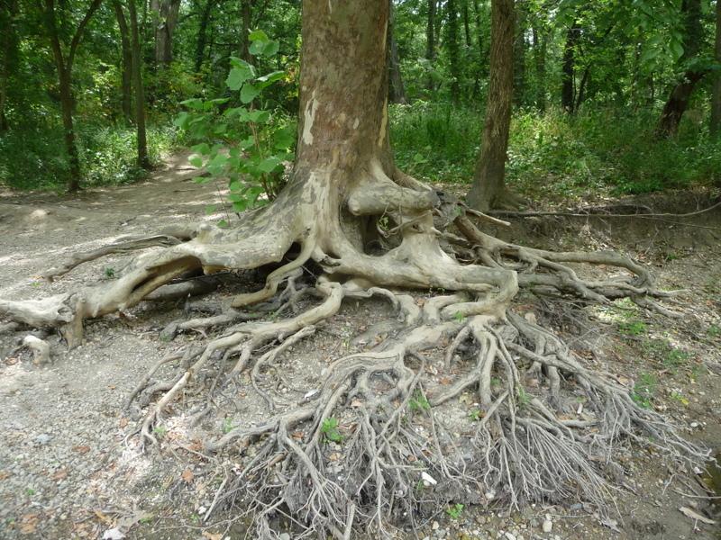 Photo of the roots of American Sycamore (Platanus occidentalis) posted ...
