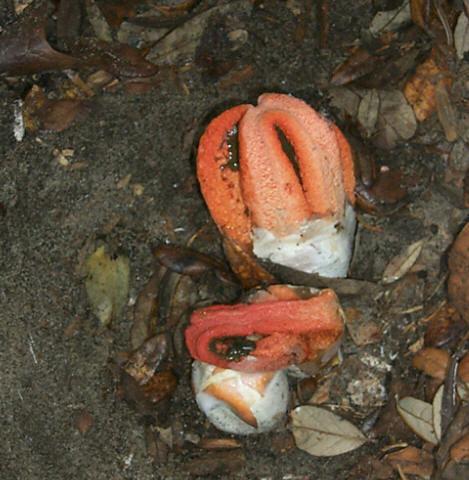 Red fungus in the Plant ID forum - Garden.org