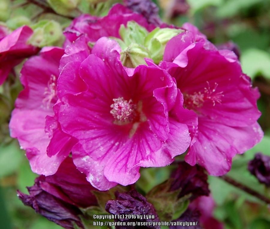 Photo of the bloom of Tree Mallow (Malva 'Red Rum') posted by ...
