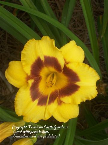 Photo of the bloom of Daylily (Hemerocallis 'Blackberry Candy') posted ...