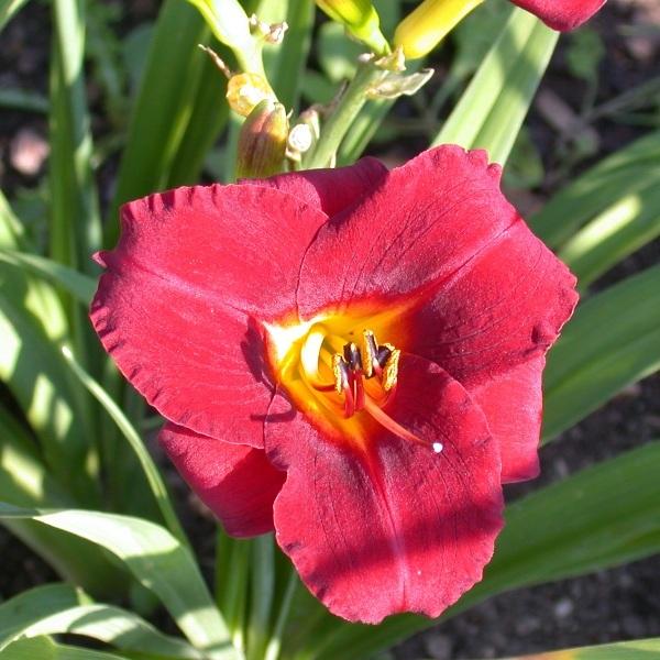 Photo of the bloom of Daylily (Hemerocallis 'Broadway Ruby Slippers ...