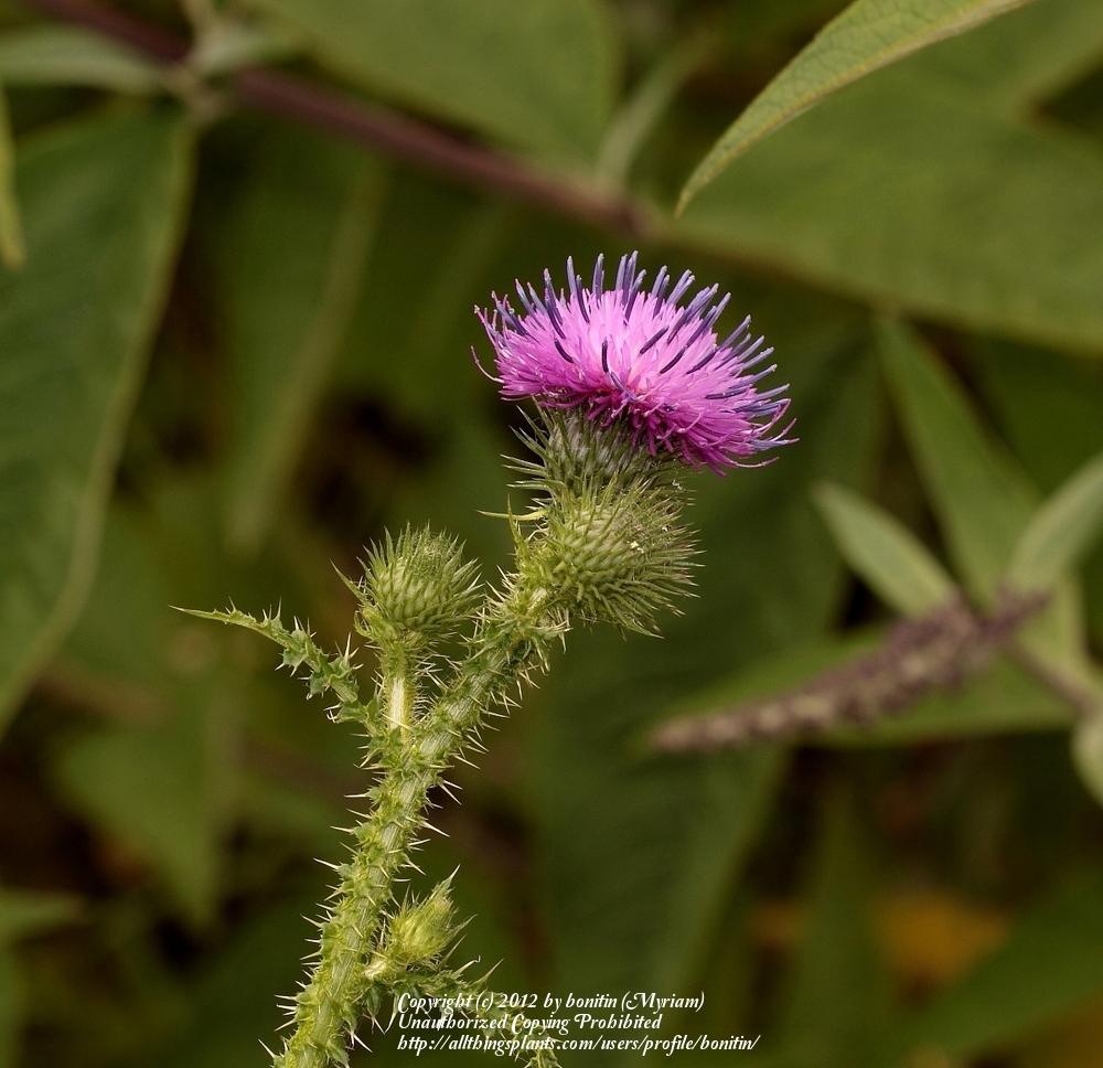 Welted Thistle (Carduus crispus) - Garden.org