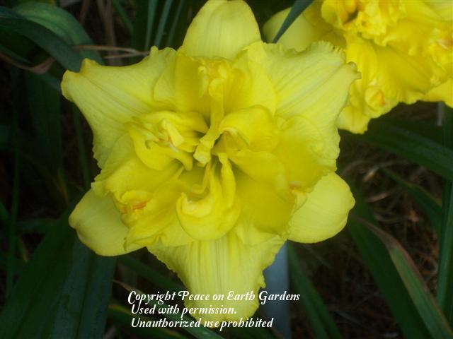 Daylily (Hemerocallis 'Bright Yellow Truffle') in the Daylilies ...