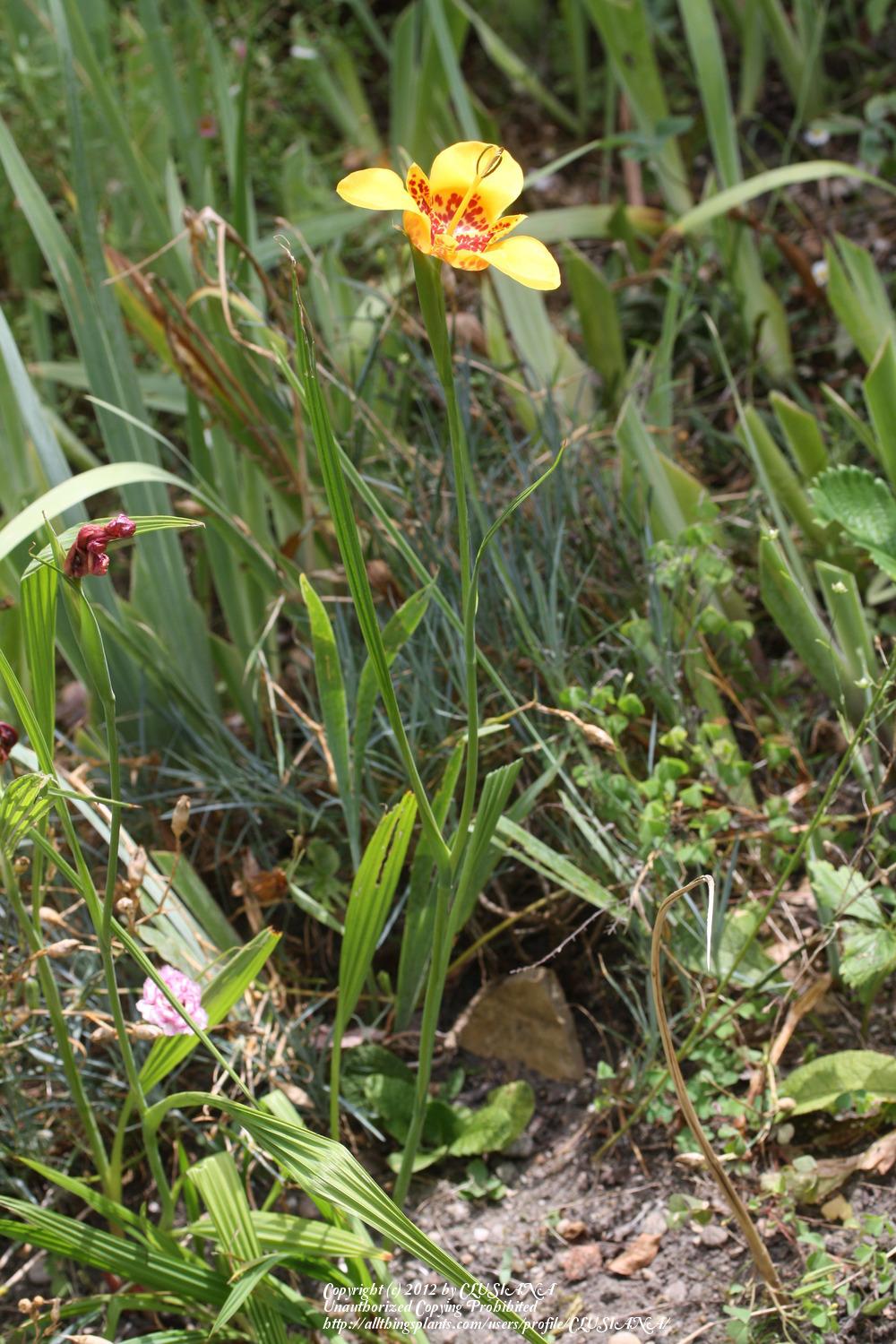 Photo of the entire plant of Mexican Shell Flower (Tigridia pavonia ...