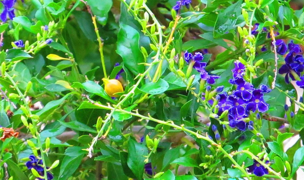 Photo of the fruit of Golden Dew Drop (Duranta erecta 'Sapphire Showers ...