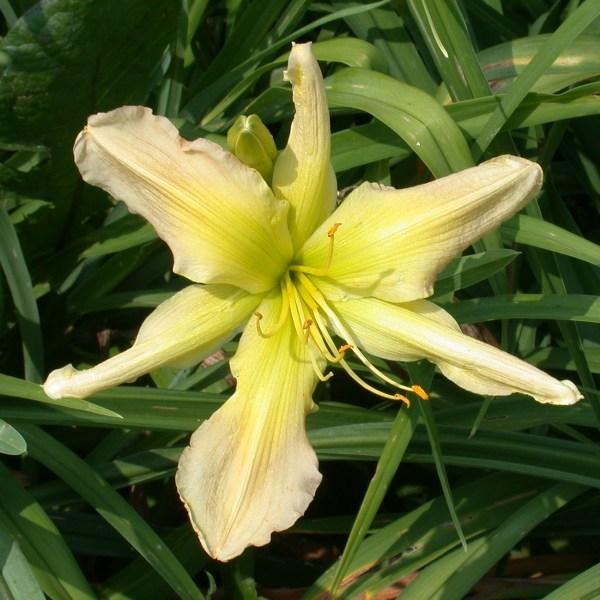 Photo of the bloom of Daylily (Hemerocallis 'Prague Spring') posted by ...