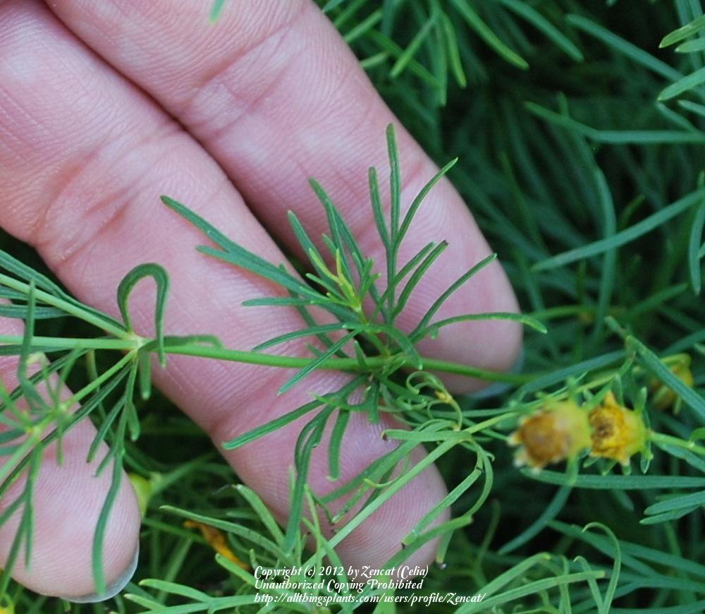 Threadleaf Coreopsis