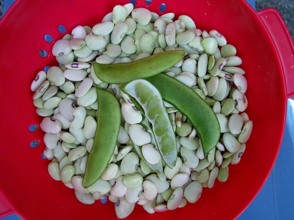 Lima Bean (Phaseolus lunatus 'Alabama Blackeye Butter Bean') - Garden.org