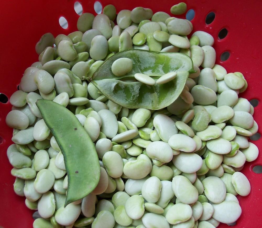 Photo of the fruit of Lima Bean (Phaseolus lunatus 'Nemagreen') posted ...