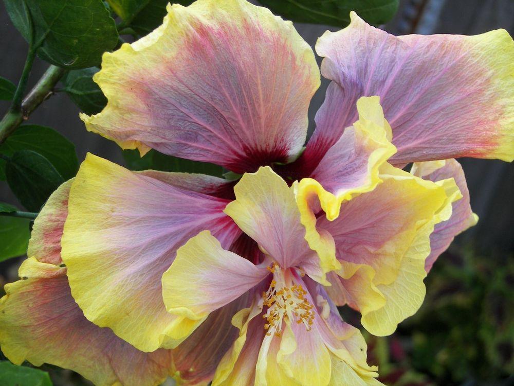 Tropical Hibiscus (Hibiscus rosa-sinensis 'Gator Magic') in the ...