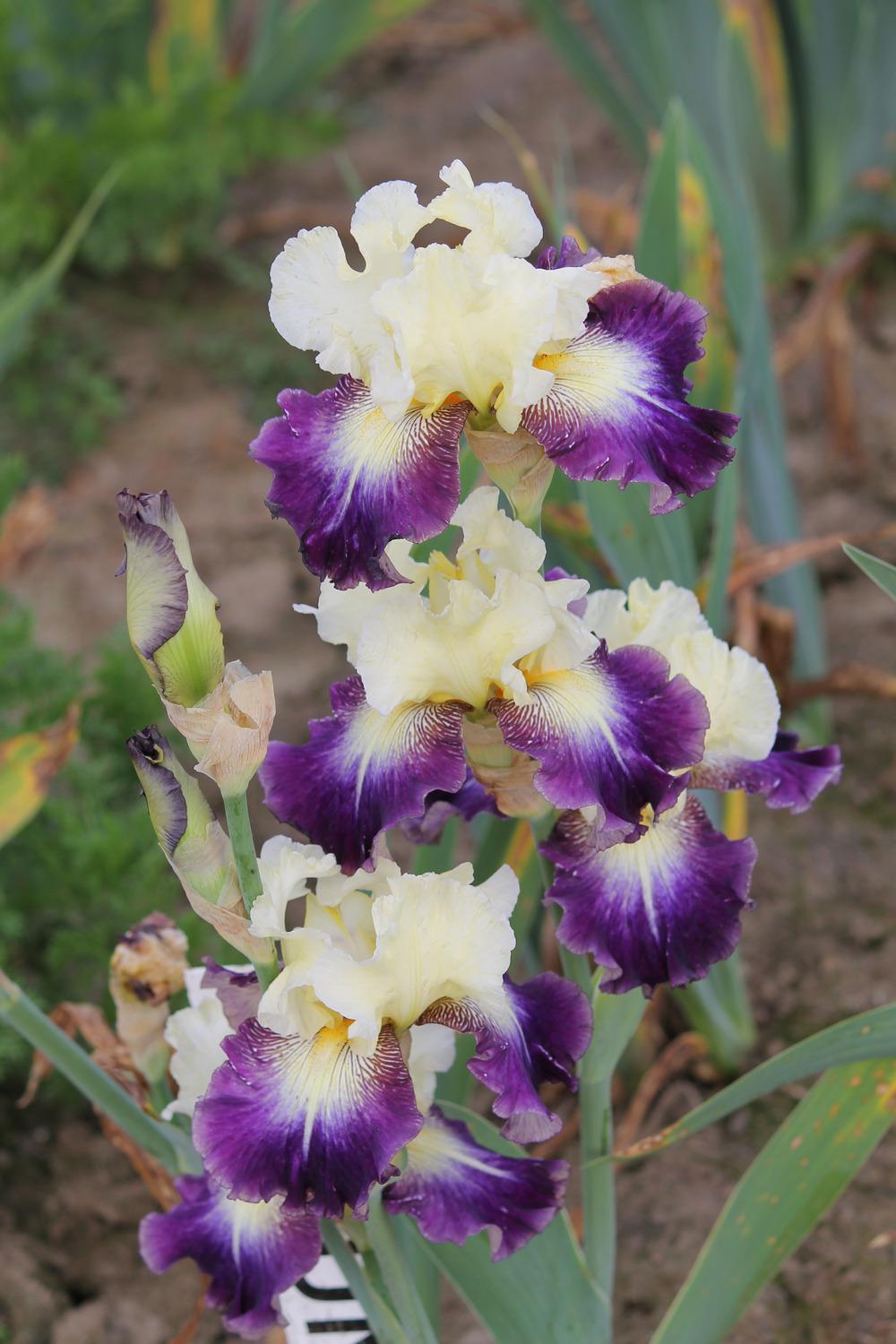 Photo of the bloom of Tall Bearded Iris (Iris 'Funambule') posted by ...