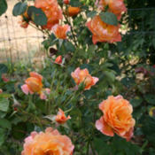 Rose (Rosa 'Westerland') in the Roses Database - Garden.org