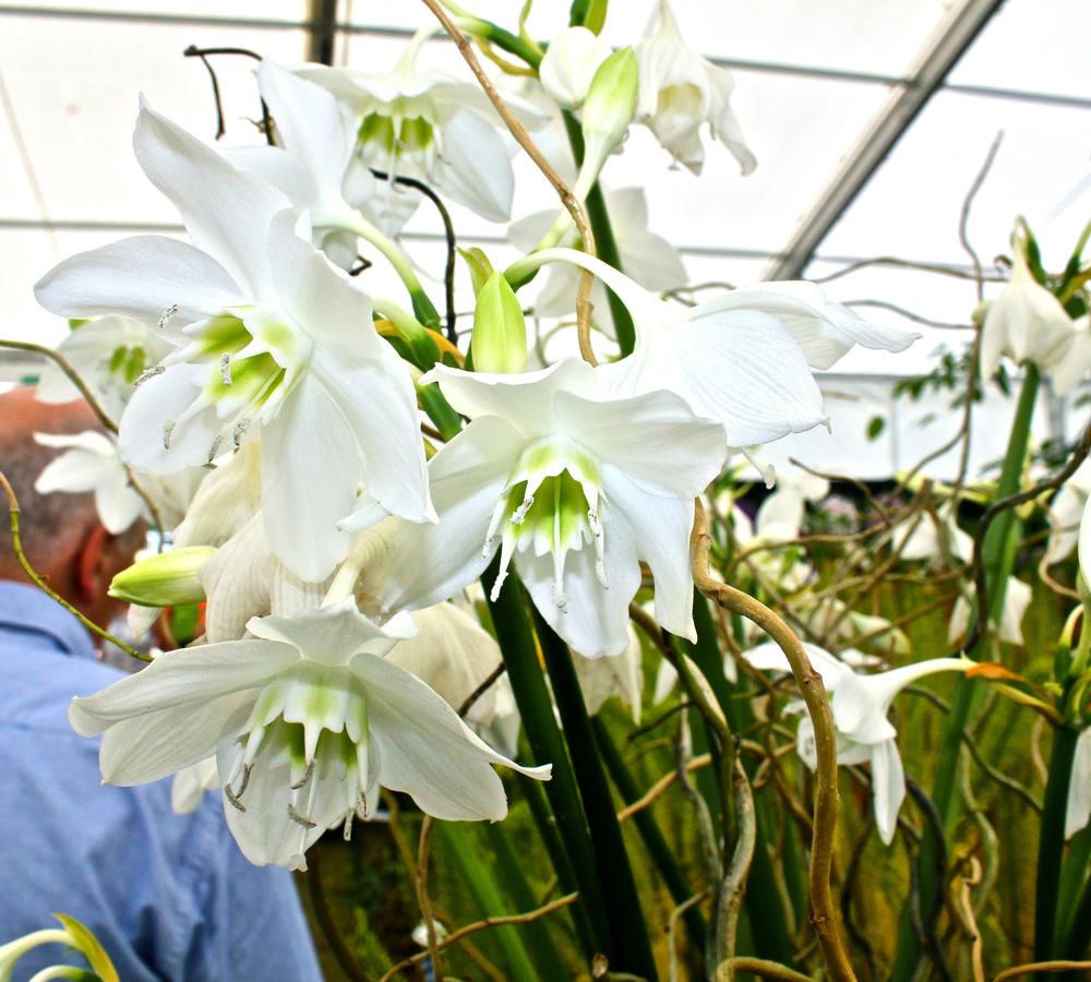 Photo of the bloom of Amazon Lily (Urceolina amazonica) posted by ...
