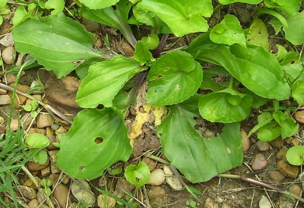Let 'em Grow: Plantain - Garden.org