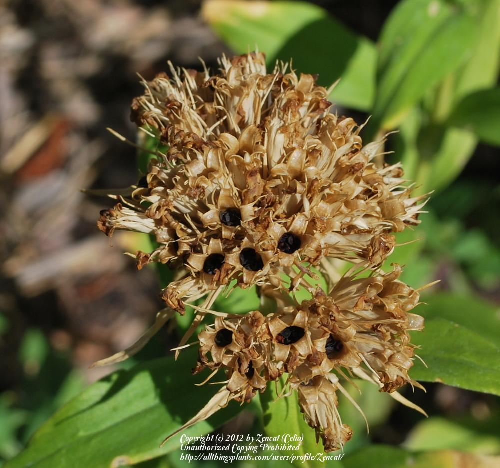 Dianthus Barbatus Seeds