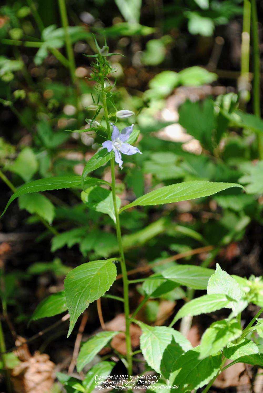 Photo of the leaves of Tall American Bellflower (Campanulastrum ...