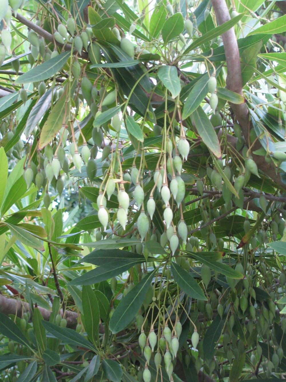 Photo of the seeds of Makok (Elaeocarpus hygrophilus) posted by ...