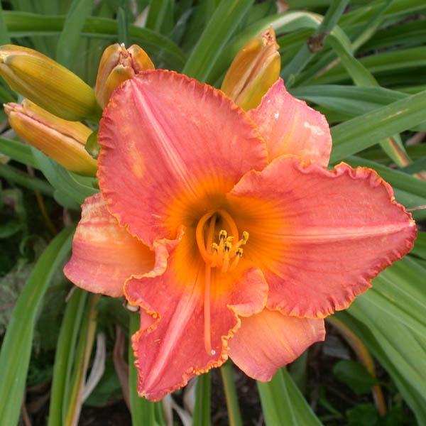 Daylily (Hemerocallis 'Tennessee Sunset') in the Daylilies Database ...
