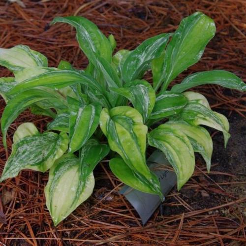 Hosta 'Winter Lightning' in the Hostas Database - Garden.org