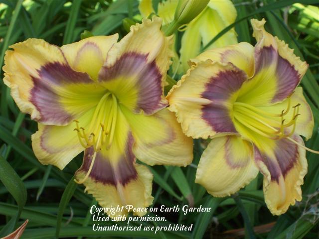 Photo of the bloom of Daylily (Hemerocallis 'Fancy Face') posted by vic - Garden.org
