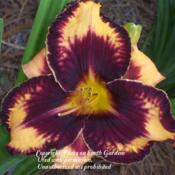 Daylily (Hemerocallis 'Gavin Petit') in the Daylilies Database - Garden.org