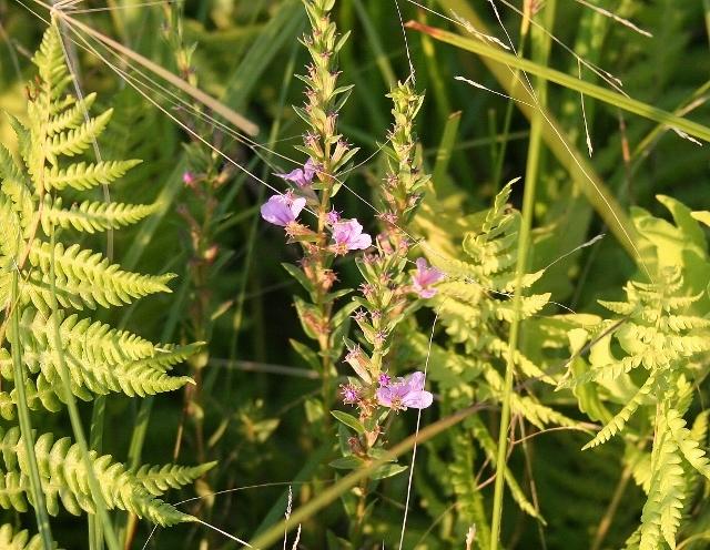 Winged Loosestrife (Lythrum alatum) - Garden.org