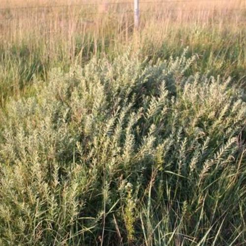 Prairie willow (Salix humilis) - Garden.org