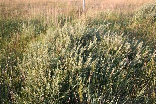 Prairie willow (Salix humilis) - Garden.org