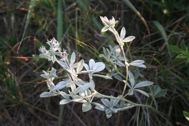 Silverleaf Indian breadroot (Pediomelum argophyllum) - Garden.org