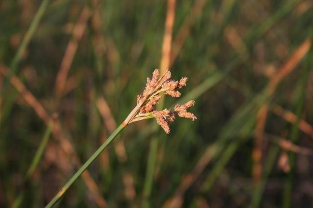 Hardstem bulrush (Schoenoplectus acutus) - Garden.org