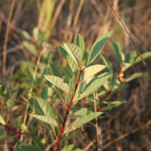Western Sand Cherry (Prunus pumila var. besseyi) - Garden.org