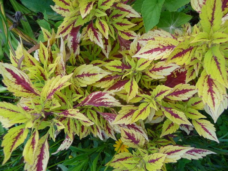 Photo of the leaves of Coleus (Coleus scutellarioides 'Pineapple Splash ...