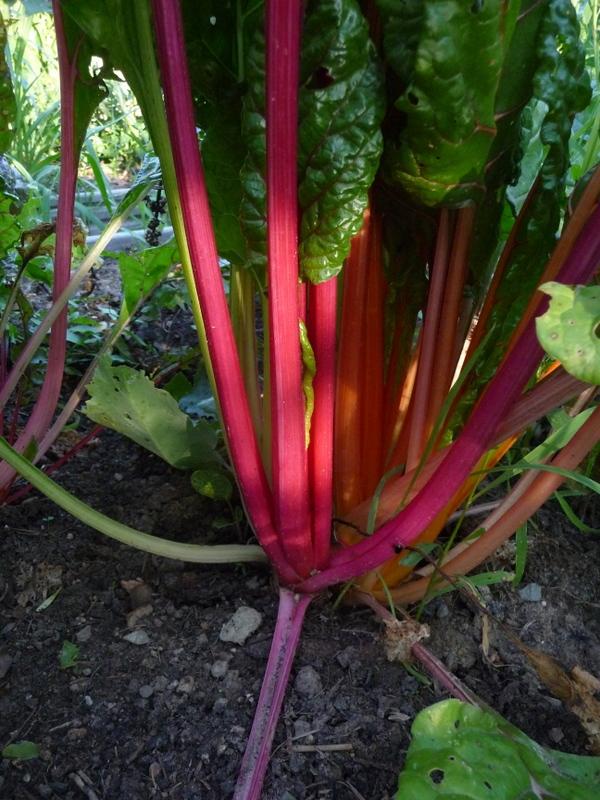 Swiss Chards: Plant Care and Collection of Varieties - Garden.org