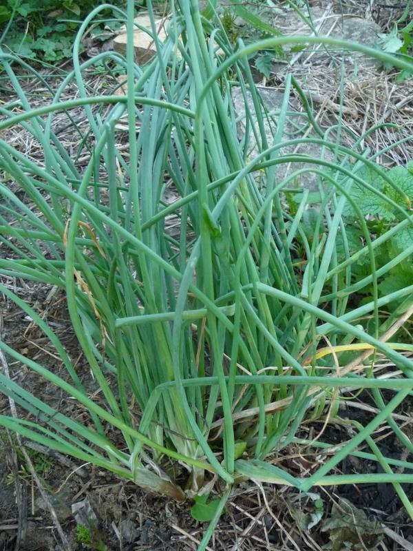 Chives: Plant Care and Collection of Varieties - Garden.org