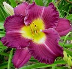 Daylily (Hemerocallis 'Ruth Griffin') in the Daylilies Database ...