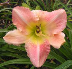 Daylily (Hemerocallis 'Romanesque Rose') in the Daylilies Database ...