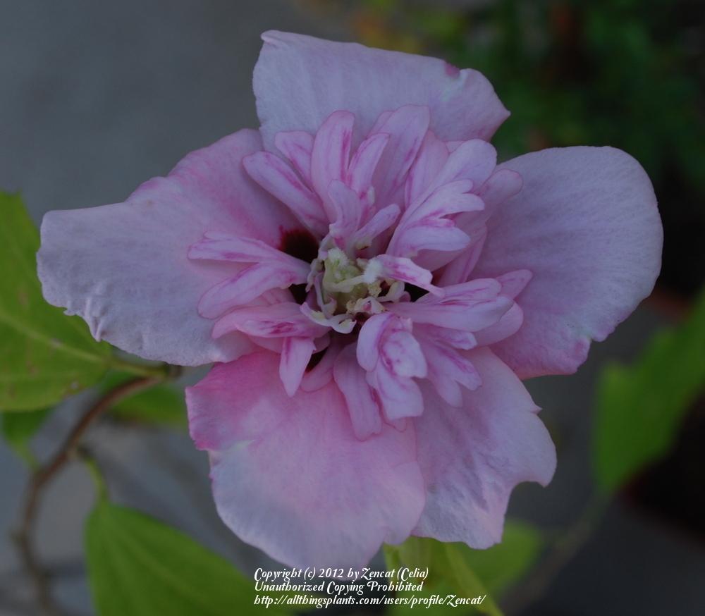 Photo of the bloom of Rose of Sharon (Hibiscus syriacus 'Blushing Bride ...