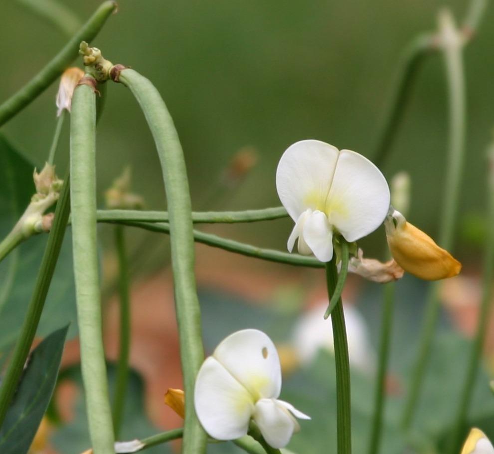 Photo of the bloom of Southern Pea (Vigna unguiculata 'Top Pick Pink ...