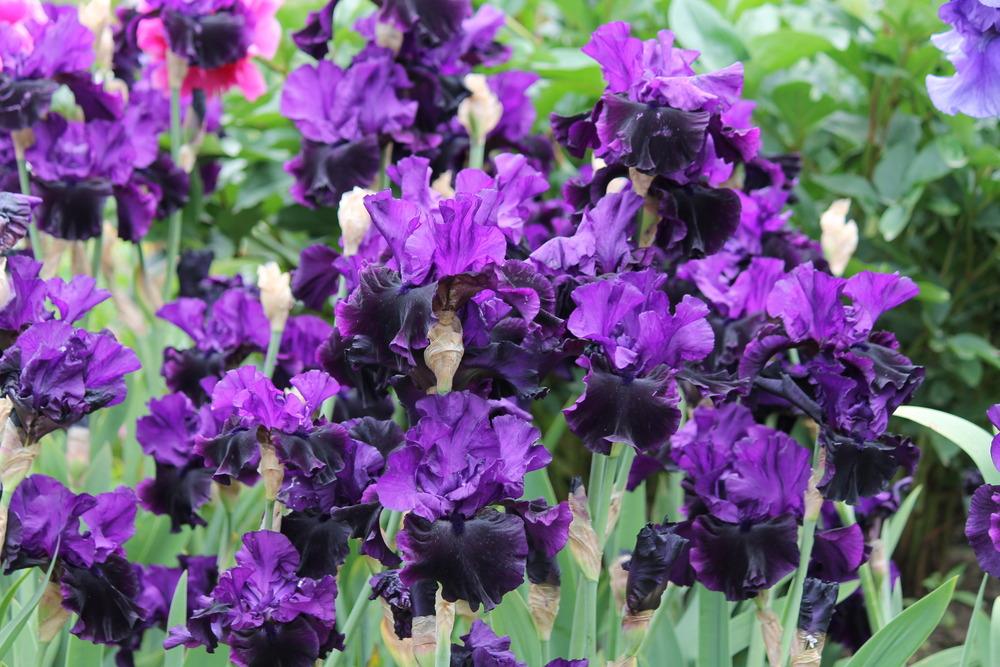 Photo of the bloom of Tall Bearded Iris (Iris 'Midnight Treat') posted ...