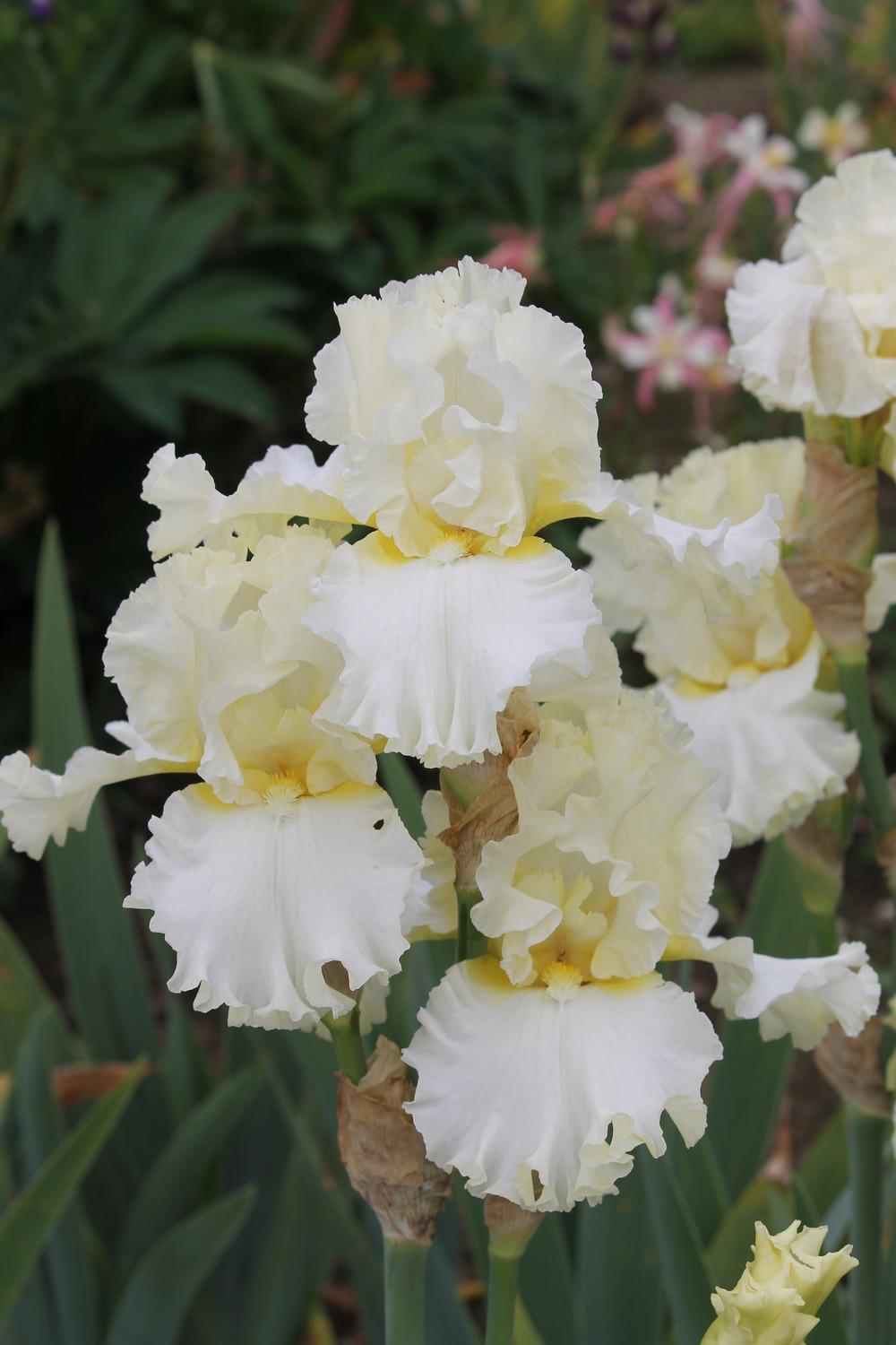 Photo of the bloom of Tall Bearded Iris (Iris 'Devonshire Cream ...