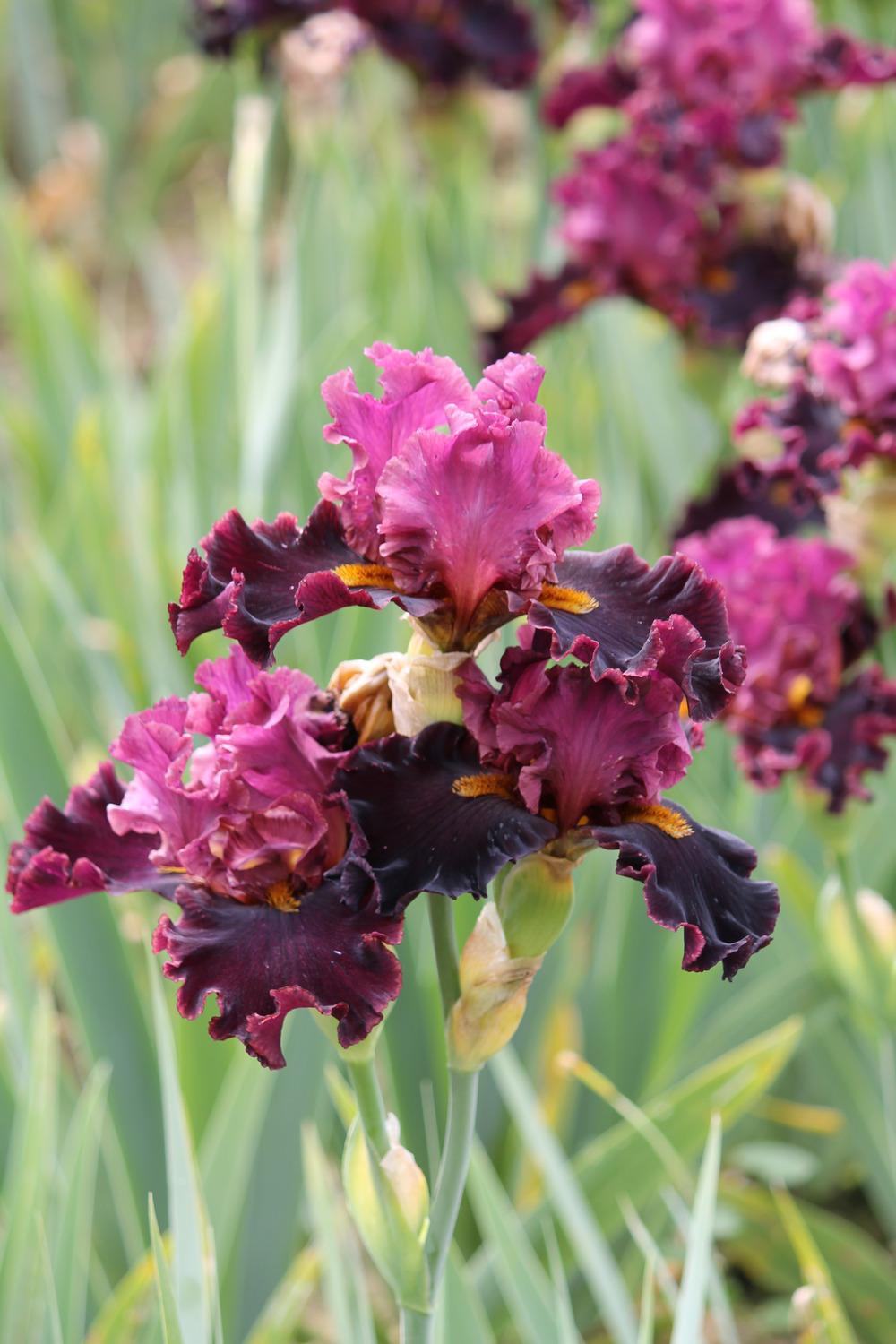 Photo of the bloom of Tall Bearded Iris (Iris 'Foreigner') posted by ARUBA1334 - Garden.org