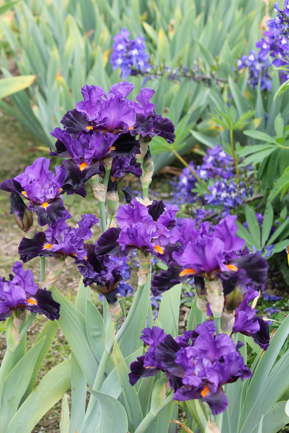 Photo of the bloom of Tall Bearded Iris (Iris 'Witch's Wand') posted by ...