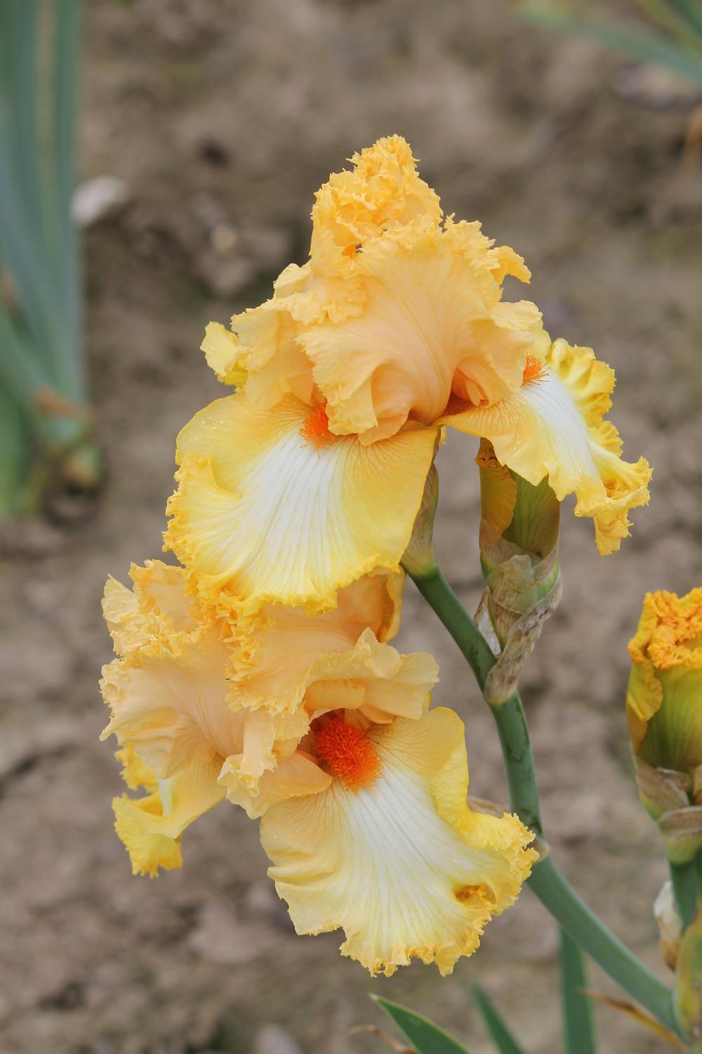 Photo of the bloom of Tall Bearded Iris (Iris 'Fall Fashion') posted by ...