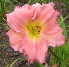 Photo of the bloom of Daylily (Hemerocallis 'Pink Ambrosia') posted by ...