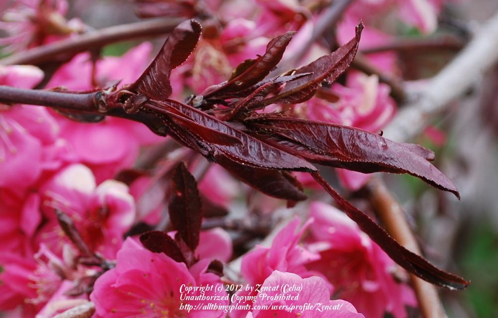 Photo of the leaves of Weeping Peach (Prunus 'Crimson Cascade') posted ...