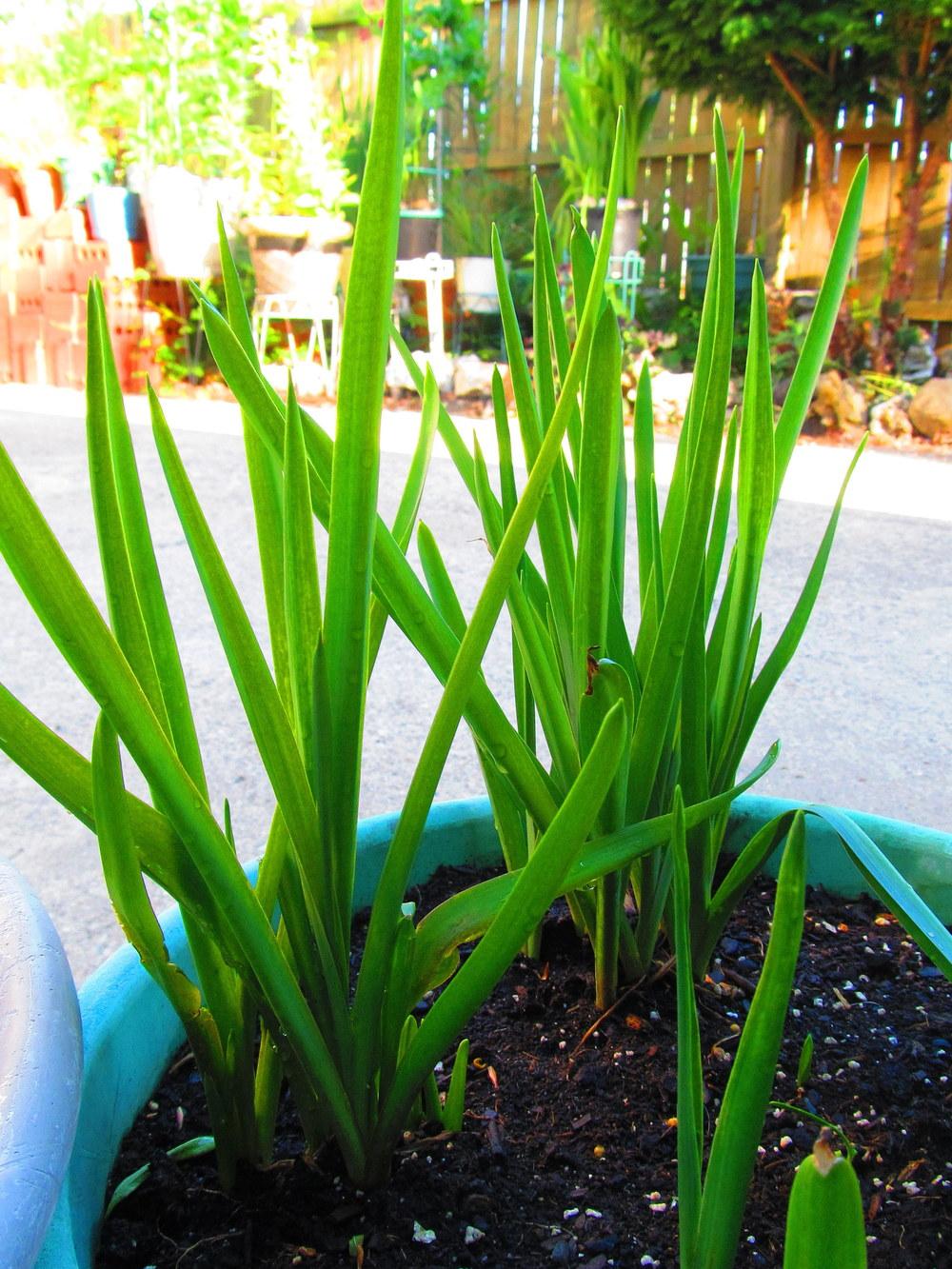 Photo of the leaves of Double Flowering Tuberose (Agave polianthes 'The ...