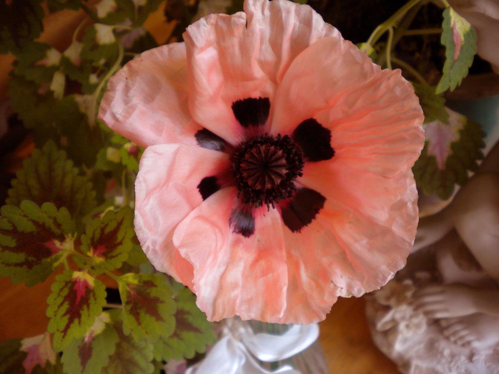 Photo of the bloom of Oriental Poppy (Papaver orientale 'Princess ...