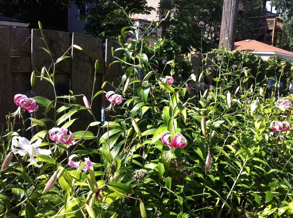 Photo of the entire plant of Rubrum Lily (Lilium speciosum var ...